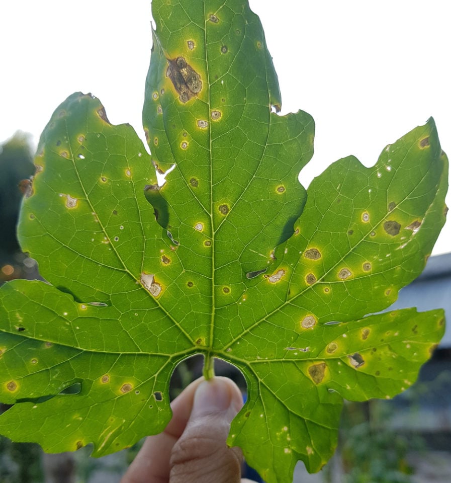 11 Common Cucumber Growing Problems & How To Fix Them