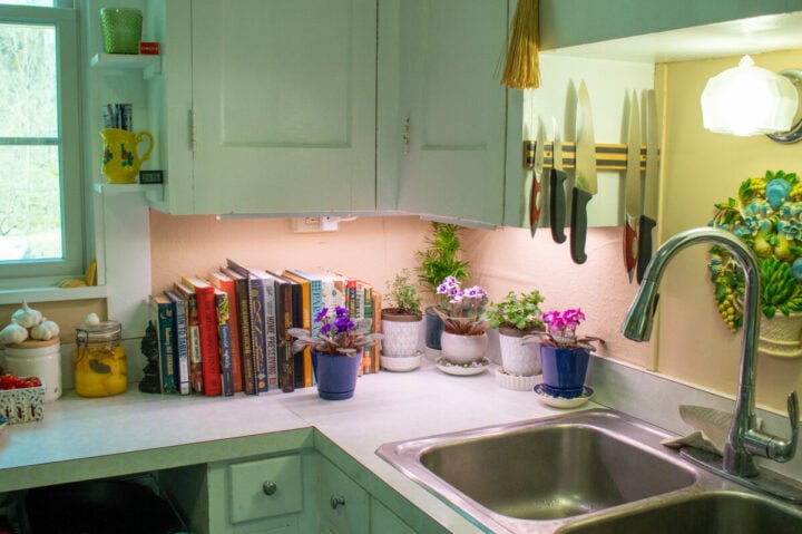 7 Things Everyone With An African Violet Should Know