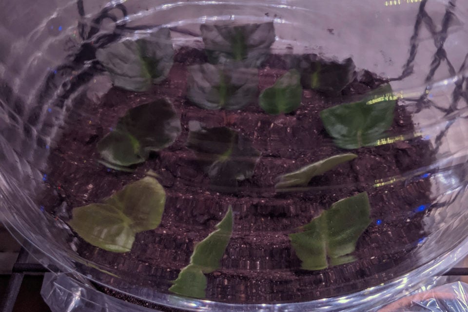 How to Propagate African Violets - Easy as 1-2-3