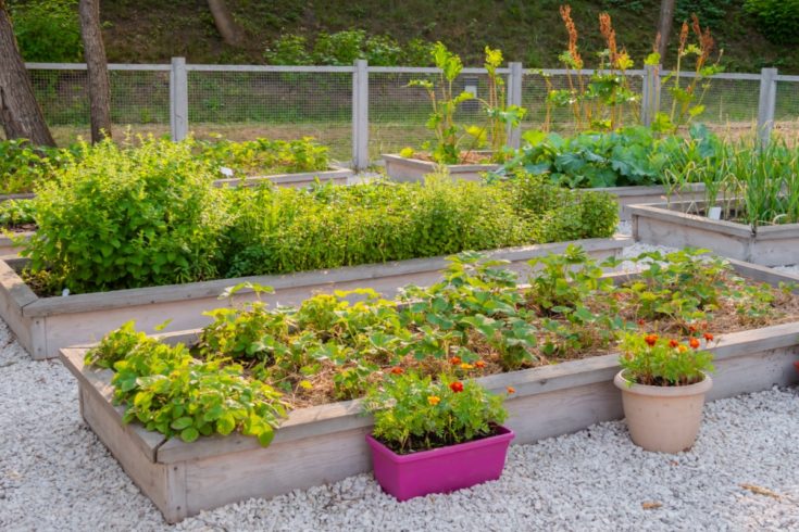 7 Best Vegetables to Grow in Raised Beds + 3 You Probably Shouldn't