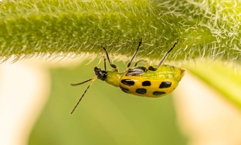 9 Cucumber Pests You Need To Watch Out For