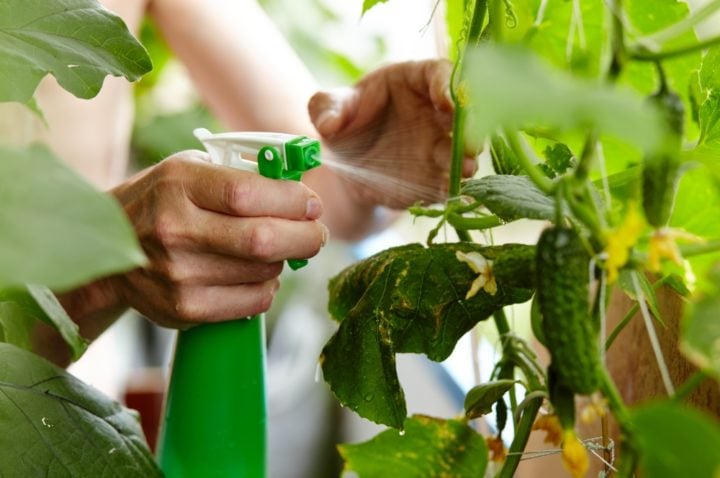11 Common Cucumber Growing Problems & How To Fix Them