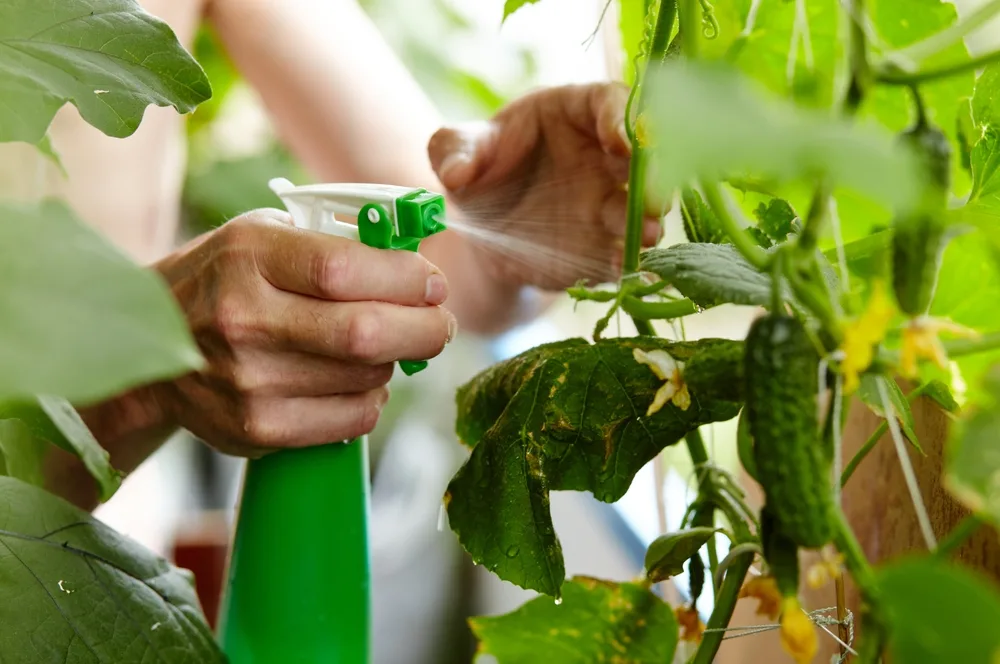 11 Common Cucumber Growing Problems & How To Fix Them