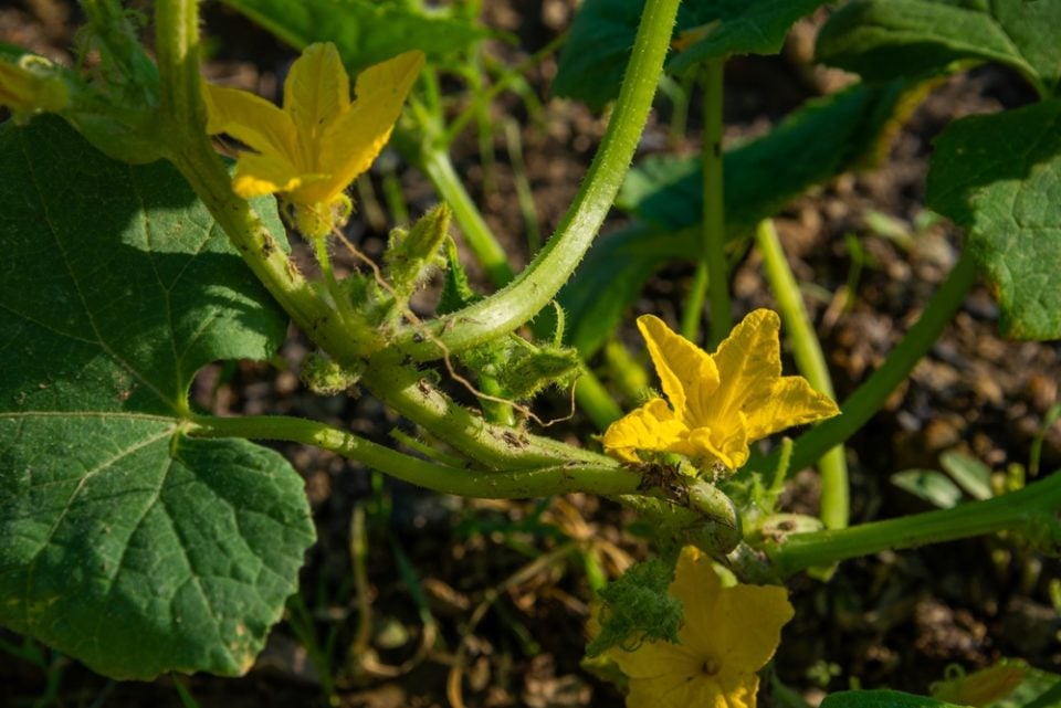 11 Common Cucumber Growing Problems & How To Fix Them