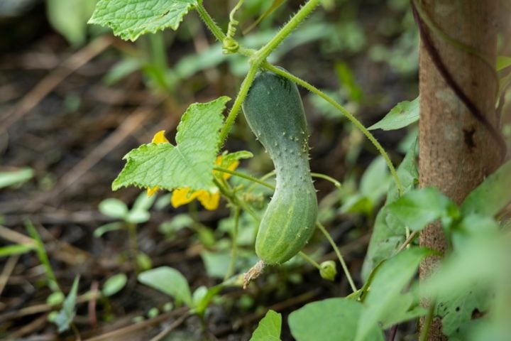 11 Common Cucumber Growing Problems & How To Fix Them