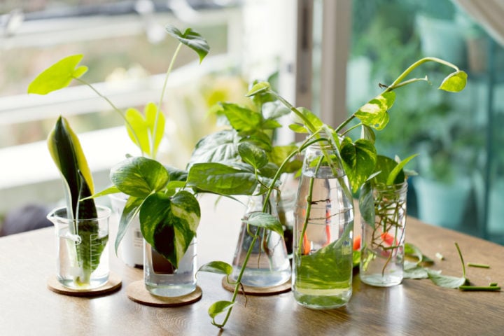 9 Houseplants That Are Ridiculously Easy to Propagate