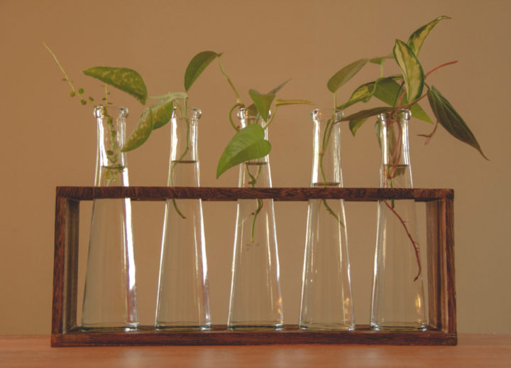 9 Houseplants That Are Ridiculously Easy to Propagate