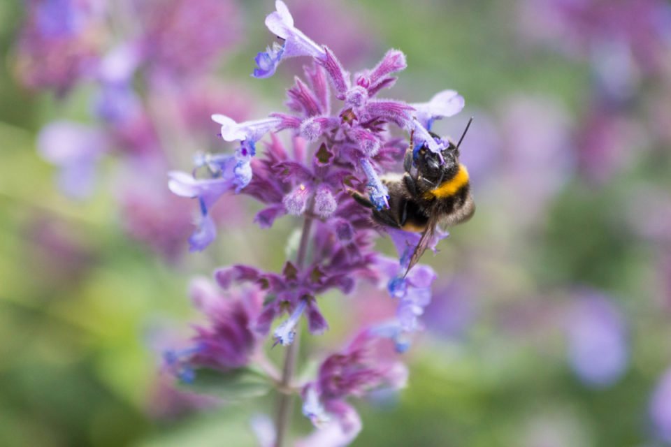 How to Create a Pollinator Paradise Without Getting Overwhelmed