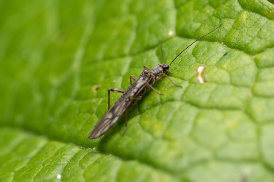 9 Cucumber Pests You Need To Watch Out For