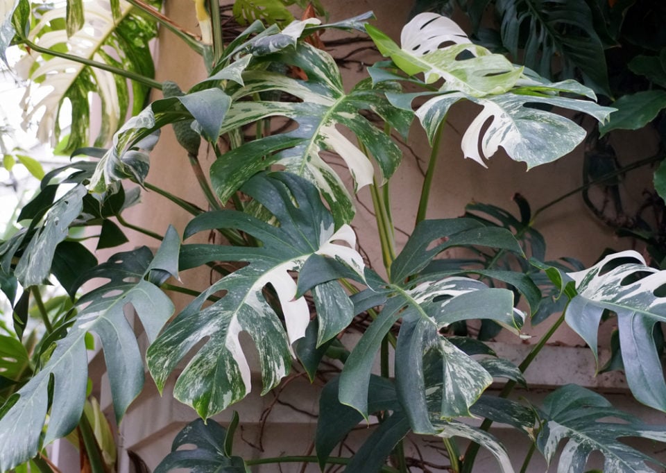 9 Crazy Expensive Houseplants That Everyone Wants In Their Collection