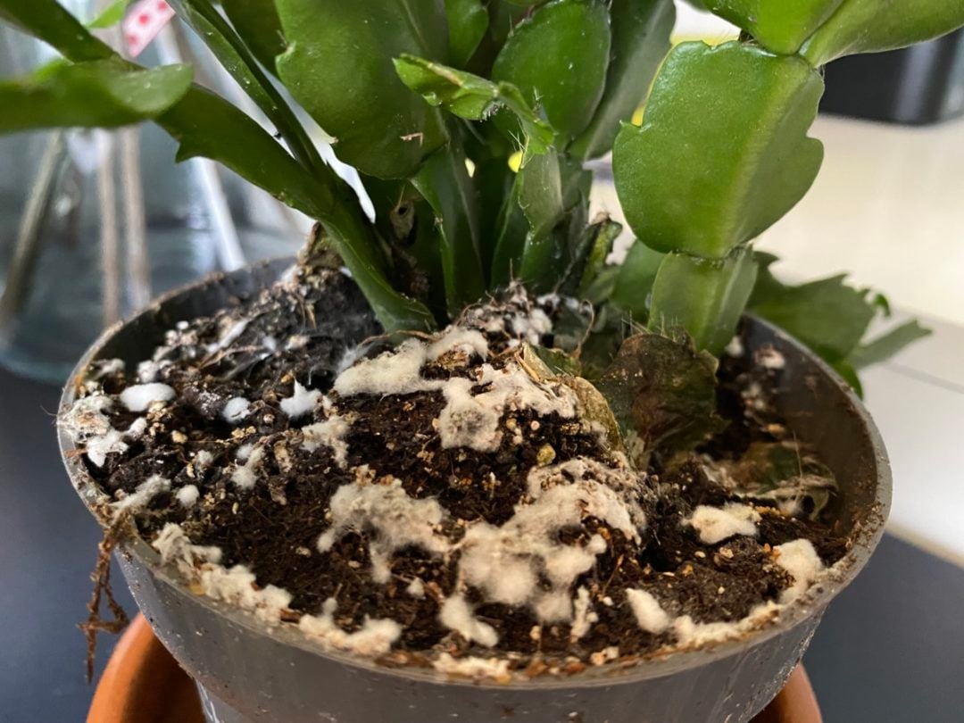 Why Is There White Mold On My Houseplant Soil & How Do I Fix It?
