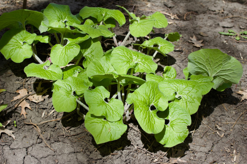 20 Plants To Grow In Your Easy-to-Manage Wildflower Garden