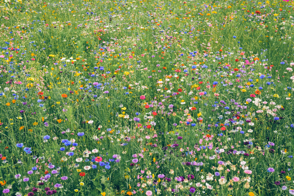20 Plants To Grow In Your Easy-to-Manage Wildflower Garden