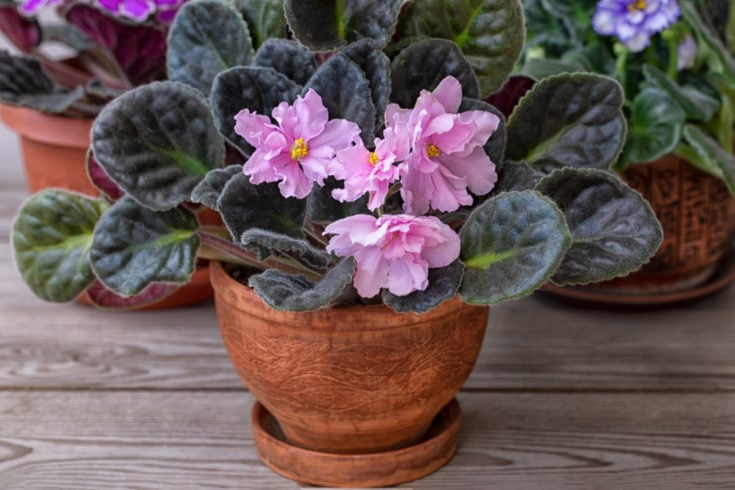5 Ingredient African Violet Potting Mix for Your Biggest Blooms Yet