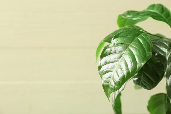 How to Grow a Beautiful Coffee Plant Indoors