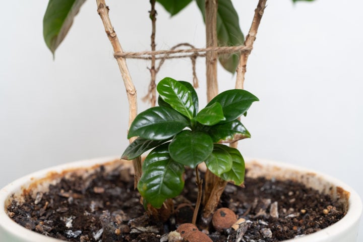 How to Grow a Beautiful Coffee Plant Indoors
