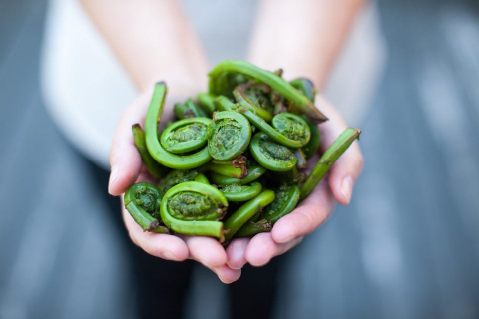 Edible Ferns: Identifying, Growing & Harvesting Fiddleheads