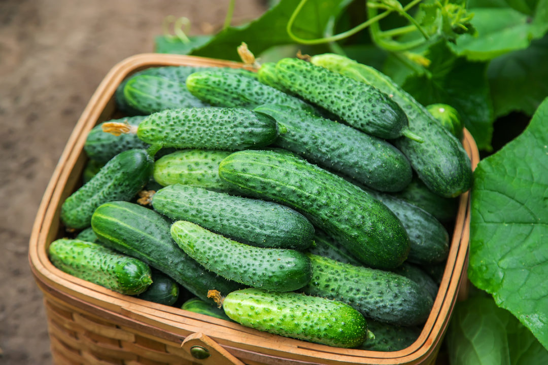 8 Secrets To Grow More Cucumbers Than Ever