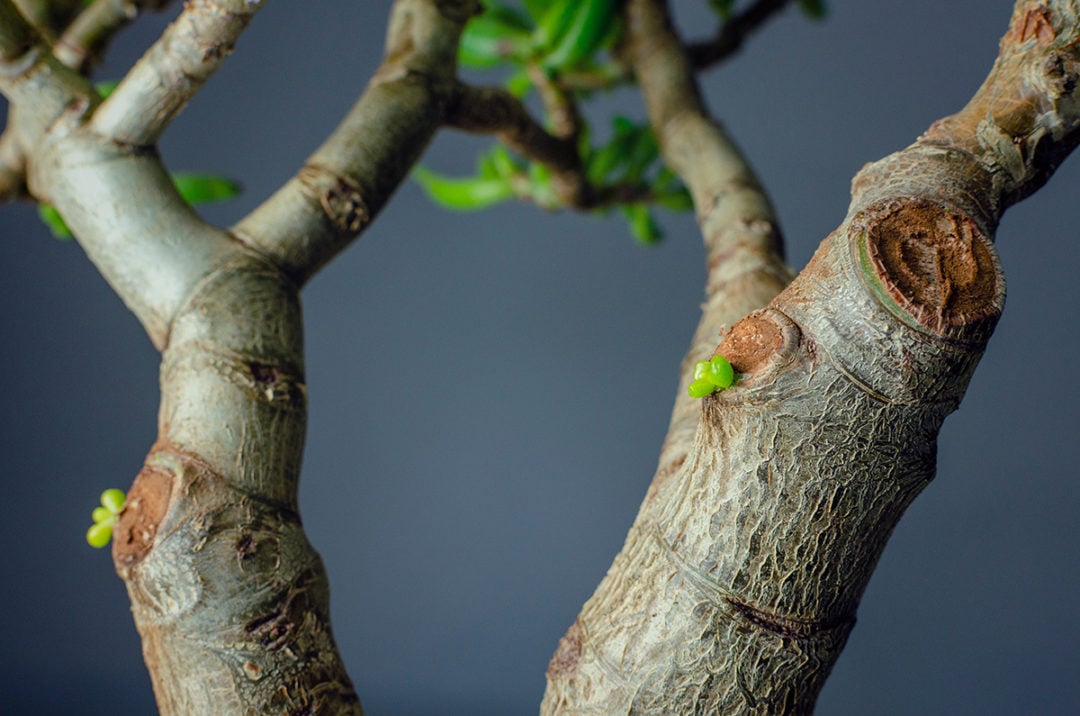 How To Propagate a Jade Plant From Stem or Leaf Cutting