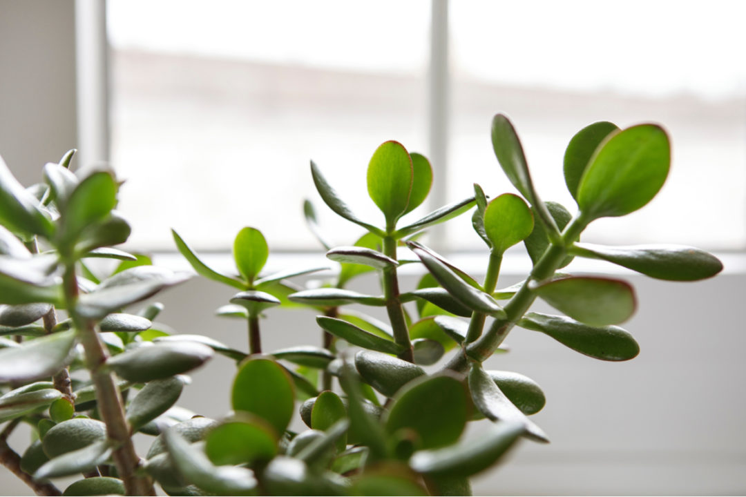 How To Trick Your Jade Plant Leaves To Turn Red