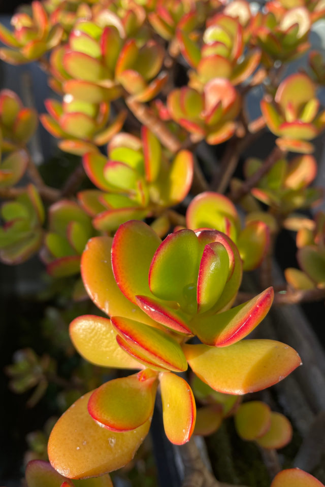 How To Trick Your Jade Plant Leaves To Turn Red