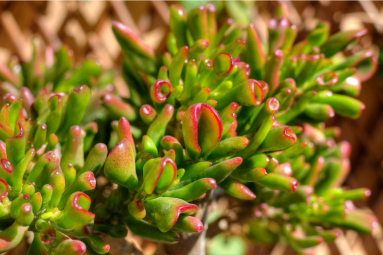 How To Trick Your Jade Plant Leaves To Turn Red