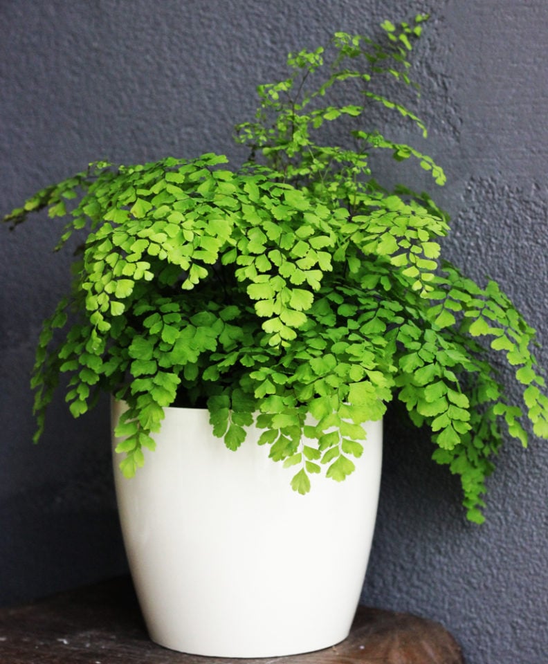 10 Plants For Your Bathroom & 3 That Won't Survive There