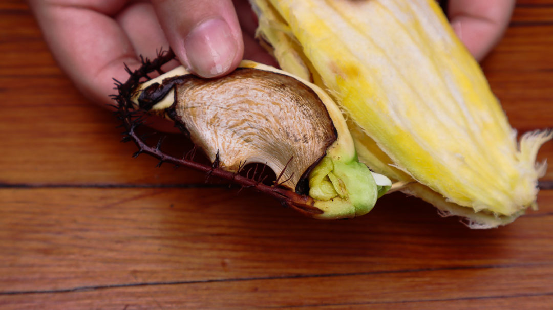 How To Grow A Mango Tree From Seed - Step-By-Step