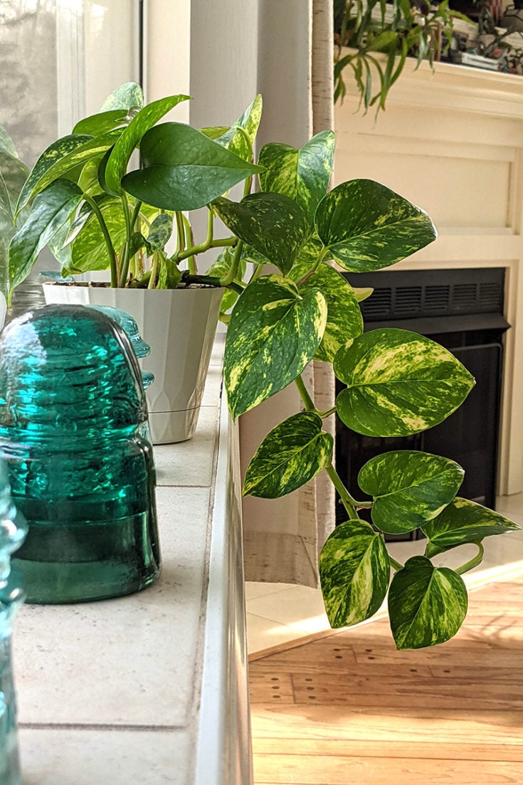 How To Propagate Pothos for Free Plants