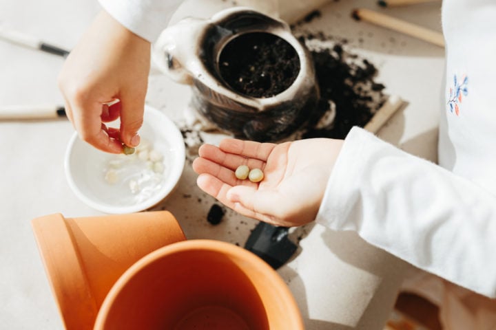 5 Reasons To Soak Seeds Before Planting (& How To Do It)