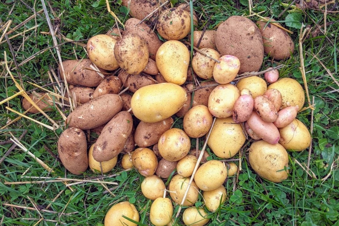 10 Things You Must Know Before Planting Potatoes In The Ground