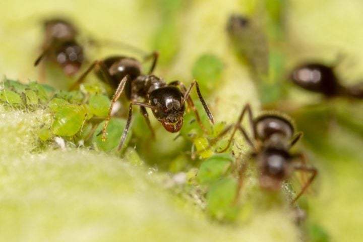 5 Early Signs of Aphids & 10 Ways To Get Rid Of Them