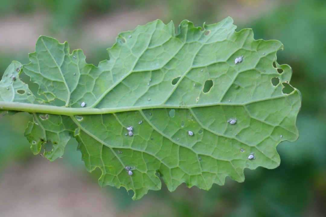 5 Early Signs of Aphids & 10 Ways To Get Rid Of Them