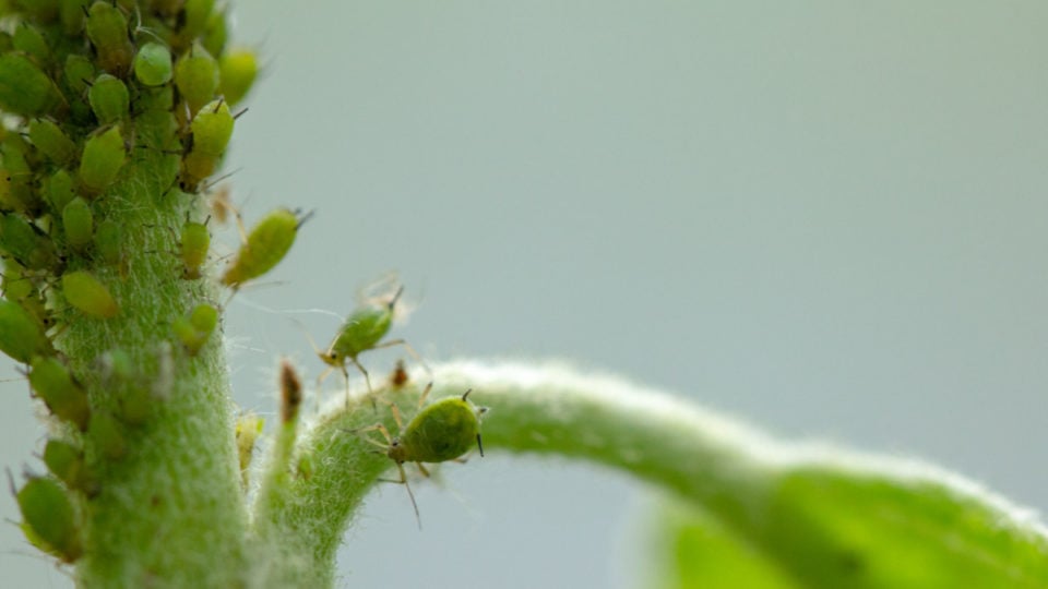 5 Early Signs of Aphids & 10 Ways To Get Rid Of Them