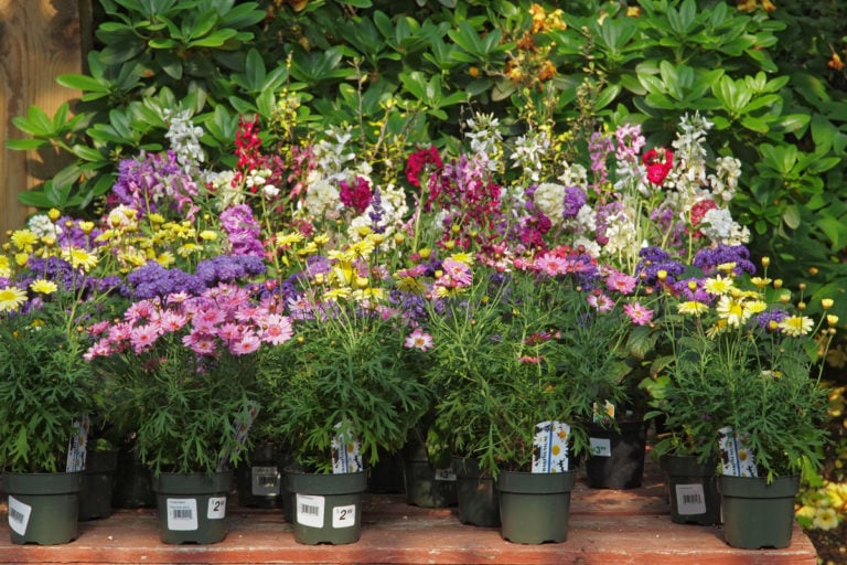 10 Flower Seeds You Can Direct Sow Outside
