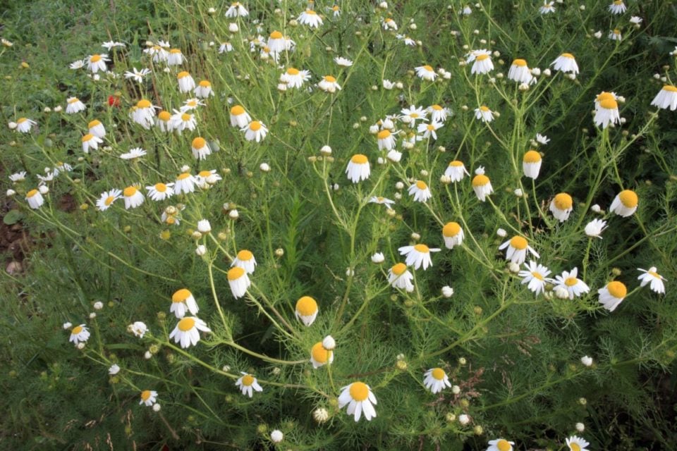 How To Grow & Harvest Chamomile – A Deceptively Hardworking Herb