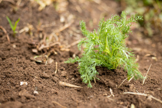 How To Grow & Harvest Chamomile – A Deceptively Hardworking Herb