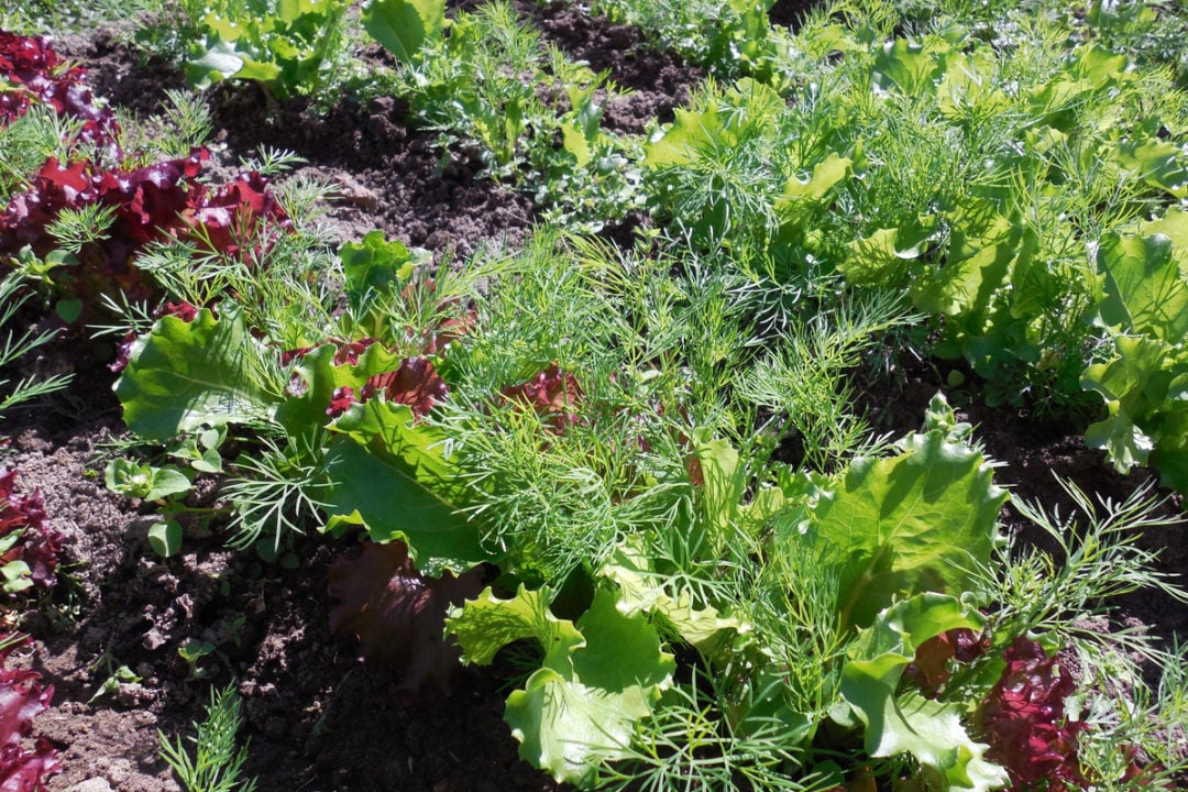 4 Reasons to Grow Dill & How to Do It