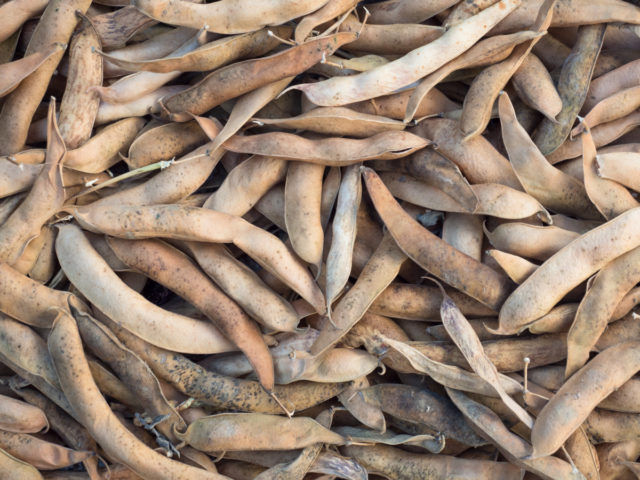 7 Reasons To Grow Dry Beans + How to Grow, Harvest & Store Them