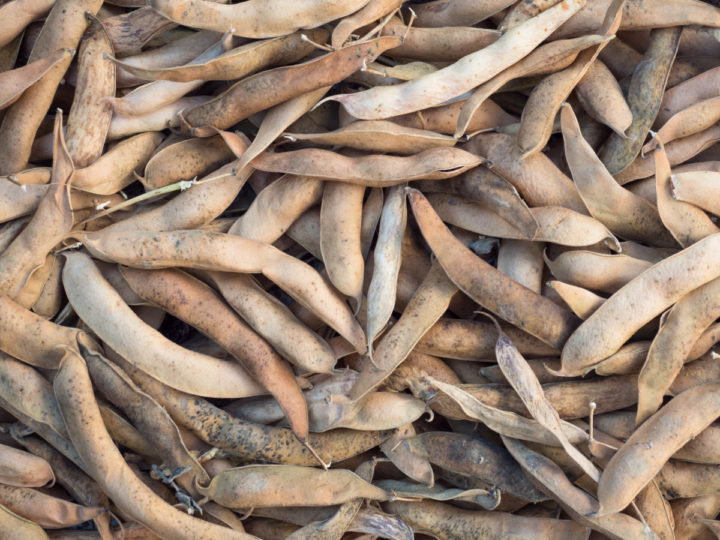 7 Reasons To Grow Dry Beans + How to Grow, Harvest & Store Them