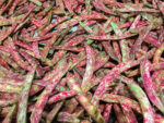 7 Reasons To Grow Dry Beans + How to Grow, Harvest & Store Them