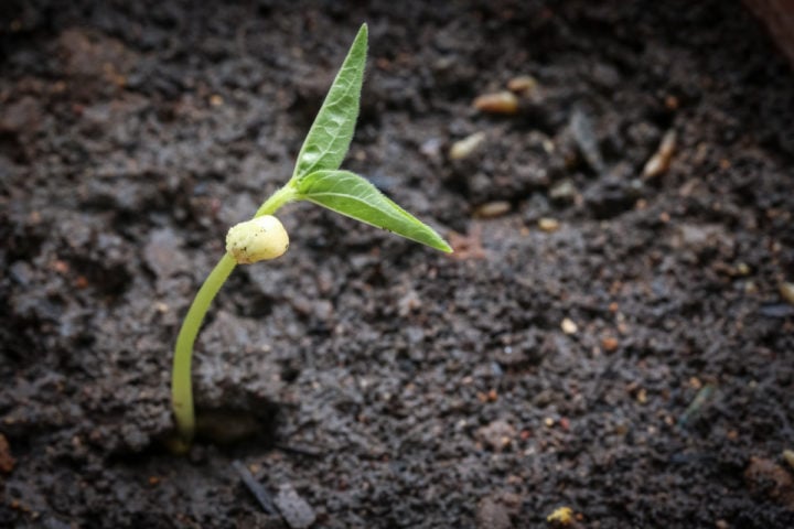 7 Reasons To Grow Dry Beans + How to Grow, Harvest & Store Them