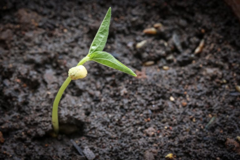 7 Reasons To Grow Dry Beans + How to Grow, Harvest & Store Them