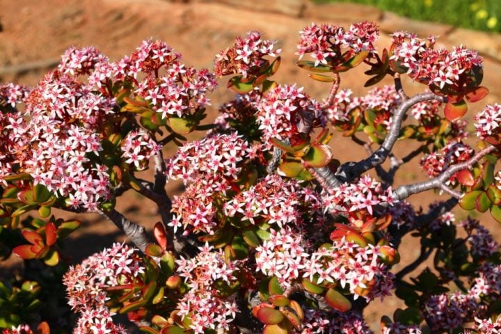 How To Get Your Jade Plant To Flower