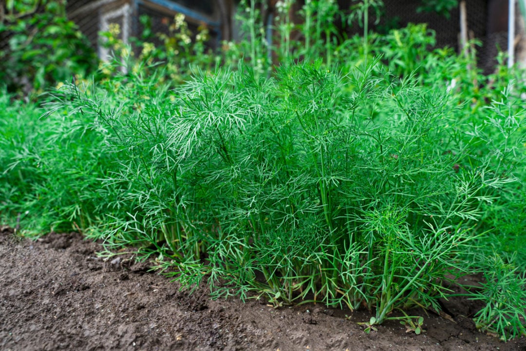 4 Reasons to Grow Dill & How to Do It