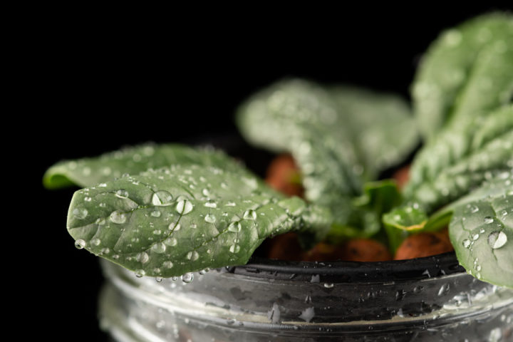 Kratky Method: The "Set It & Forget It" Way To Grow Herbs In Water