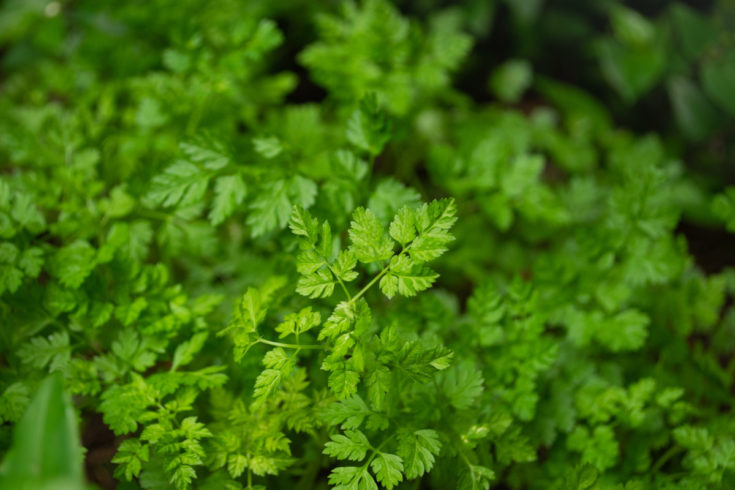 14 Lesser-Known Herbs That Deserve A Spot In Your Herb Garden