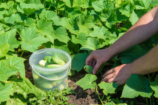 8 Reasons to Grow Living Mulch in Your Garden & 7 Living Mulch Plants