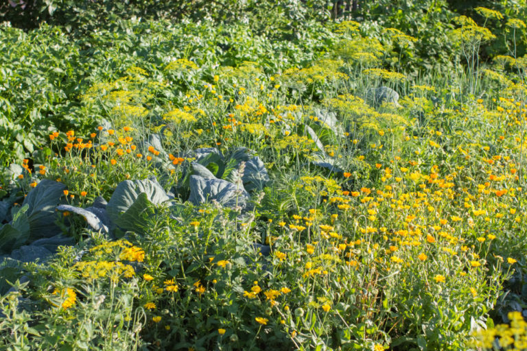 8 Reasons to Grow Living Mulch in Your Garden & 7 Living Mulch Plants