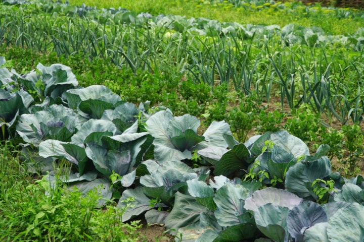 8 Reasons to Grow Living Mulch in Your Garden & 7 Living Mulch Plants